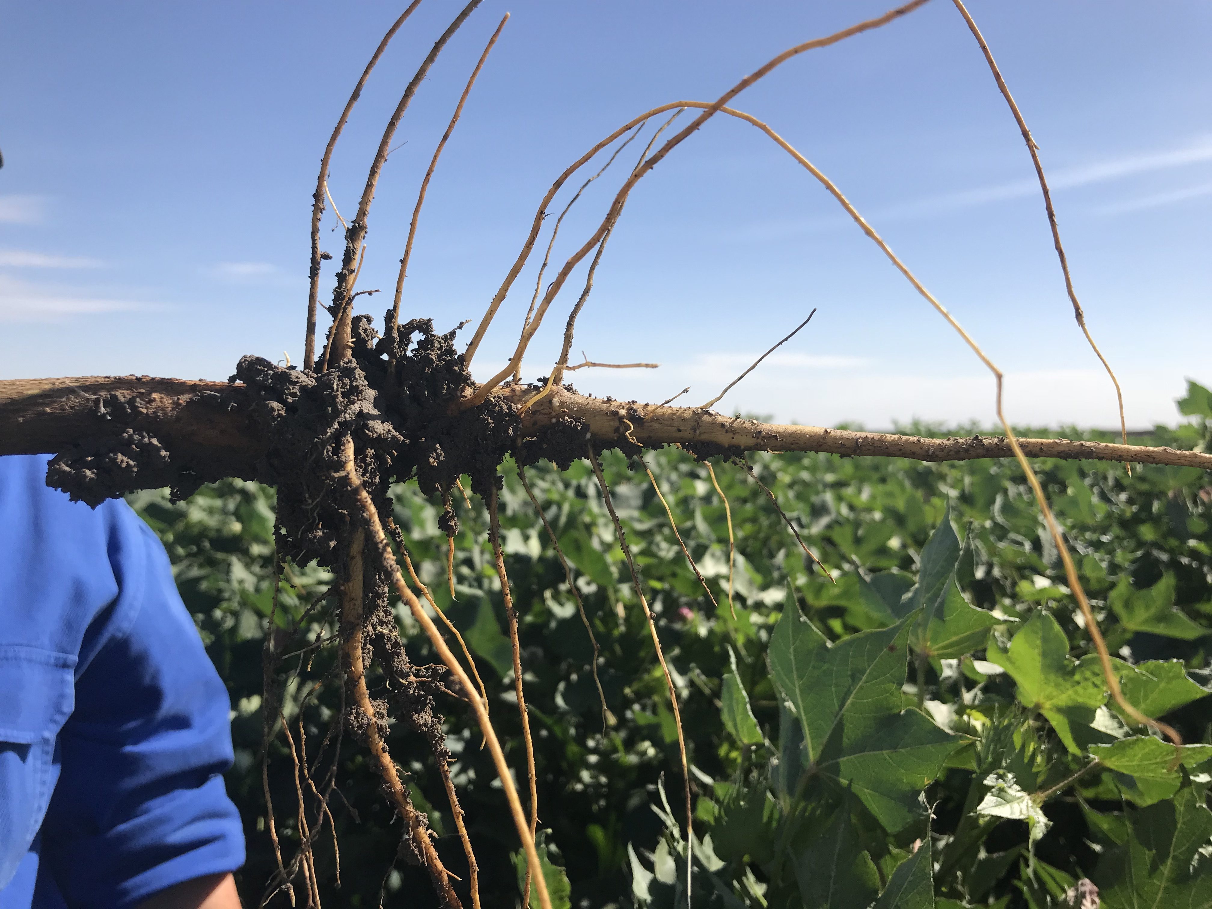 Lifting Plant Health and Profit in Cotton - Best Farming Systems