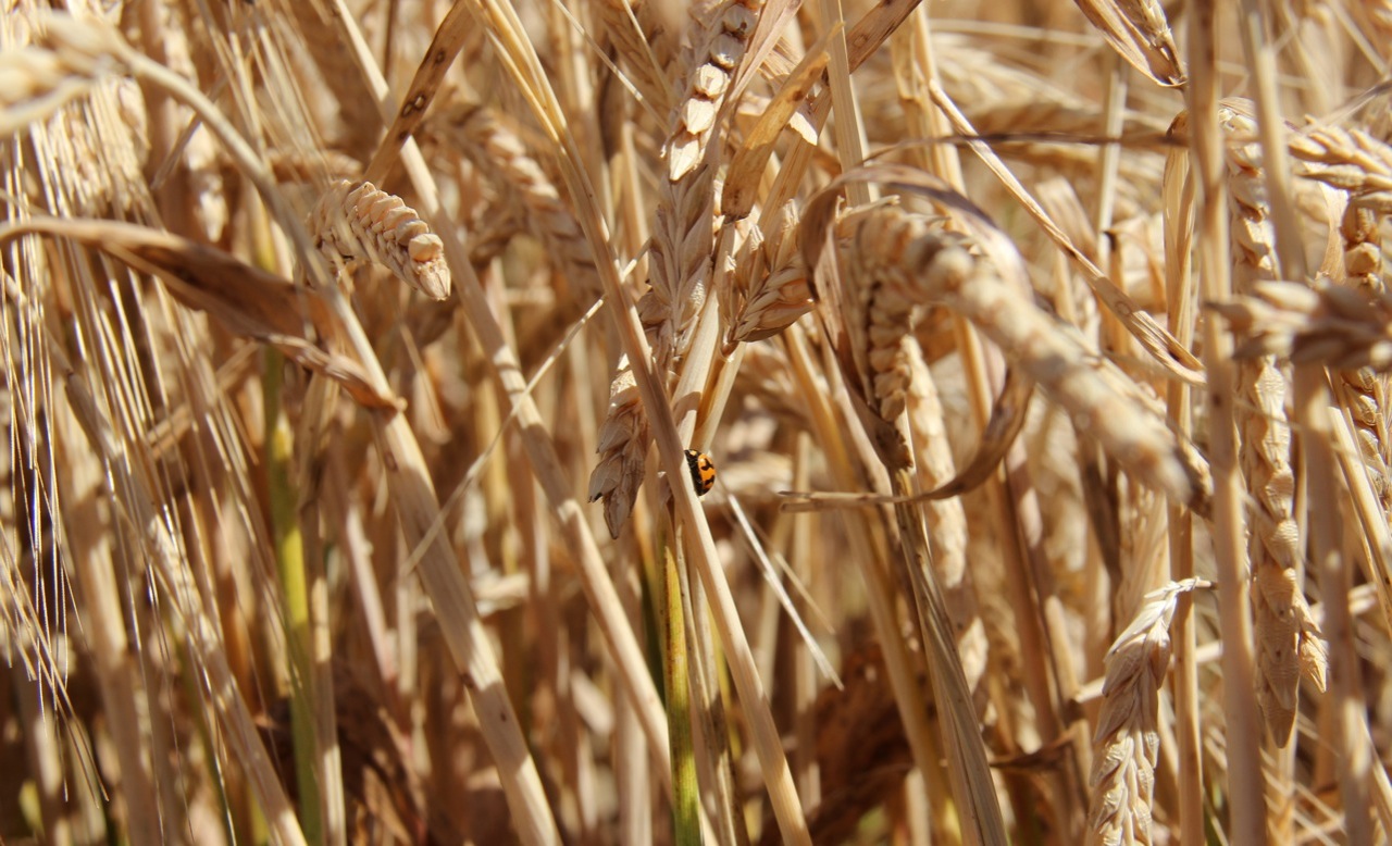 Barley treated with a Biostimulant proved resistant to aphid attack ...