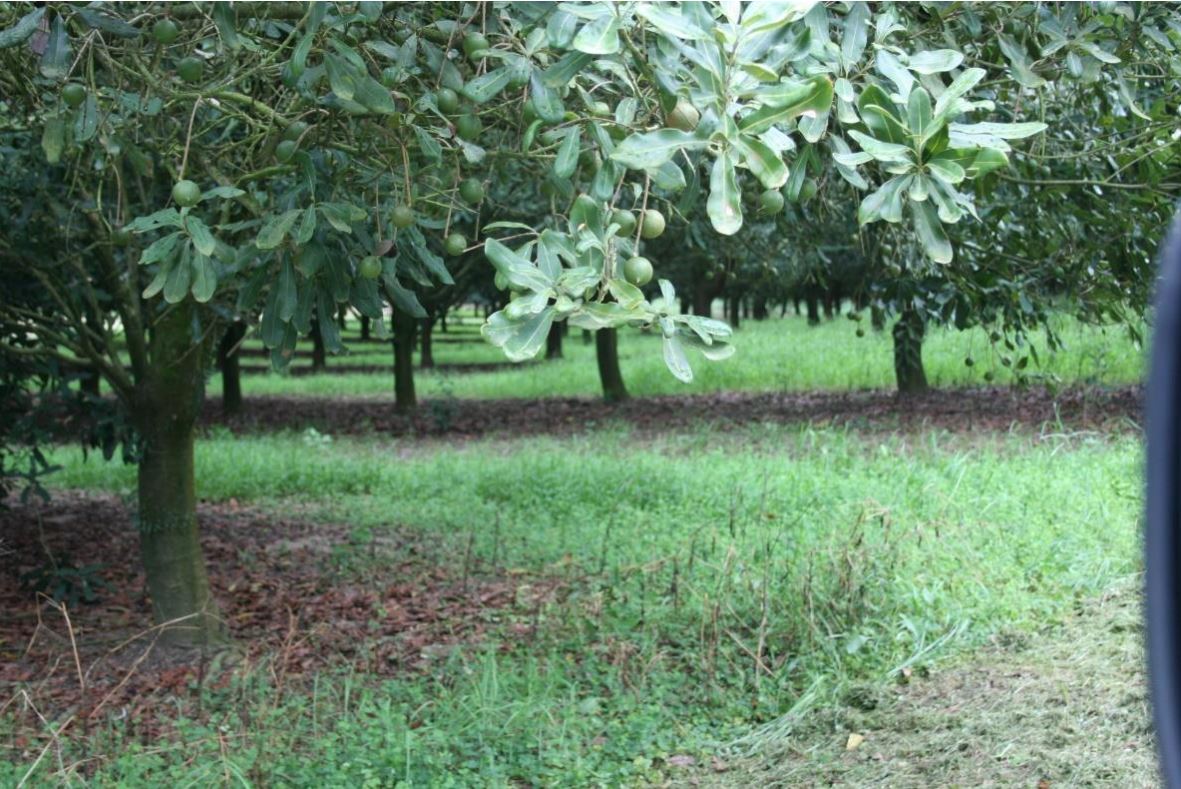 Healthy Soil & Trees…$’s in the bank! - Best Farming Systems