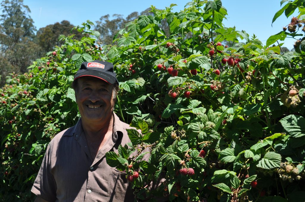Tony finds best options for pastures to berries - Best Farming Systems