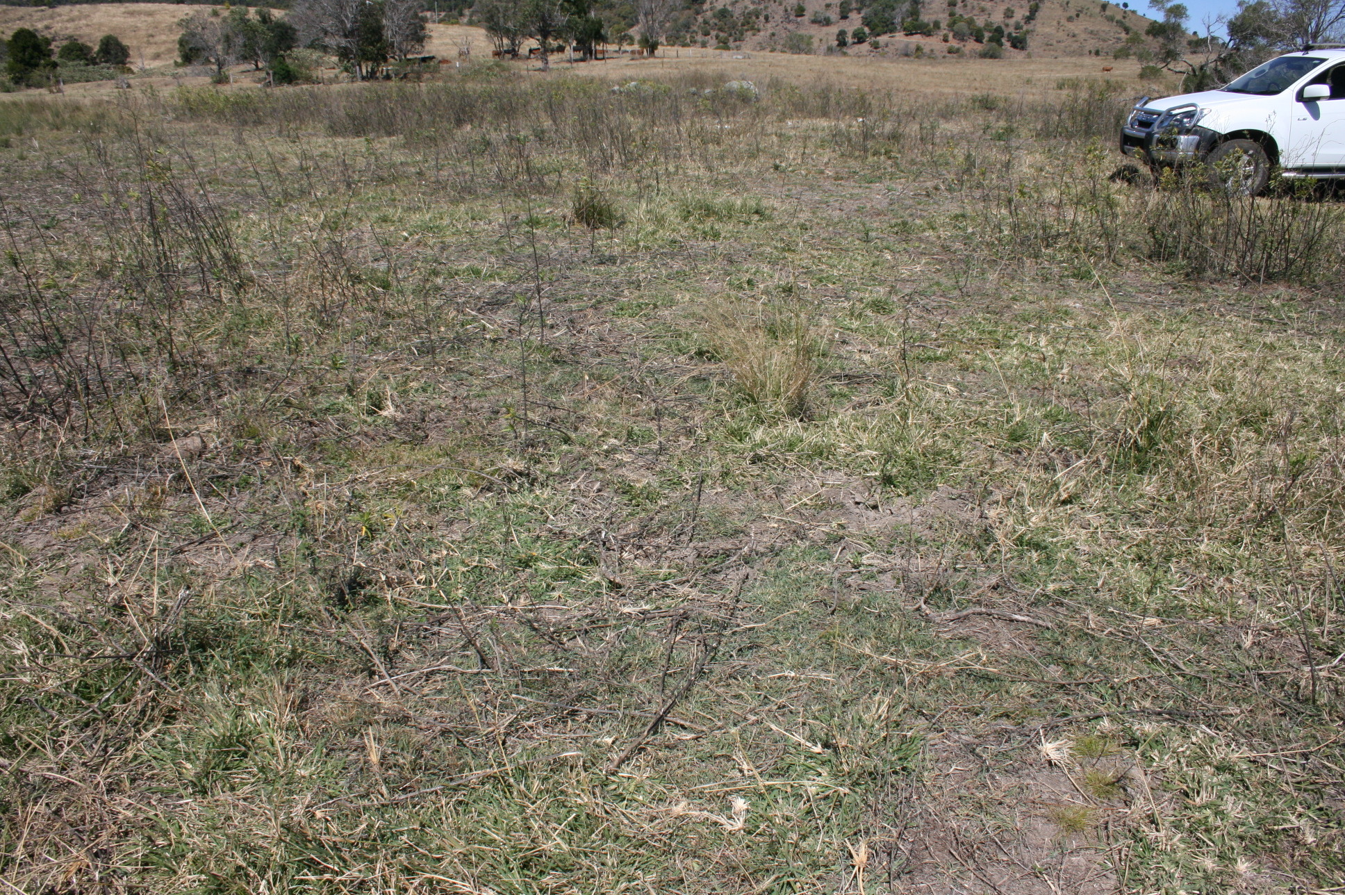 QLD Pasture Dieback- Volmerhausen Update - Best Farming Systems