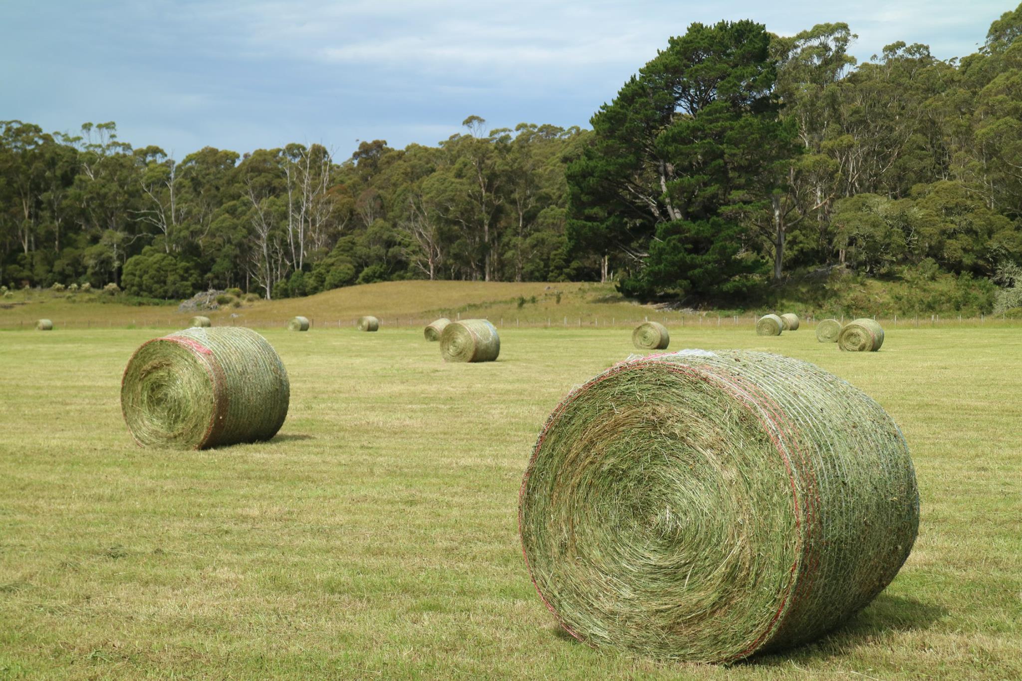 Cir-Ponds Gelbvieh & Murray Grey Stud - Mayberry Tasmania - Best ...
