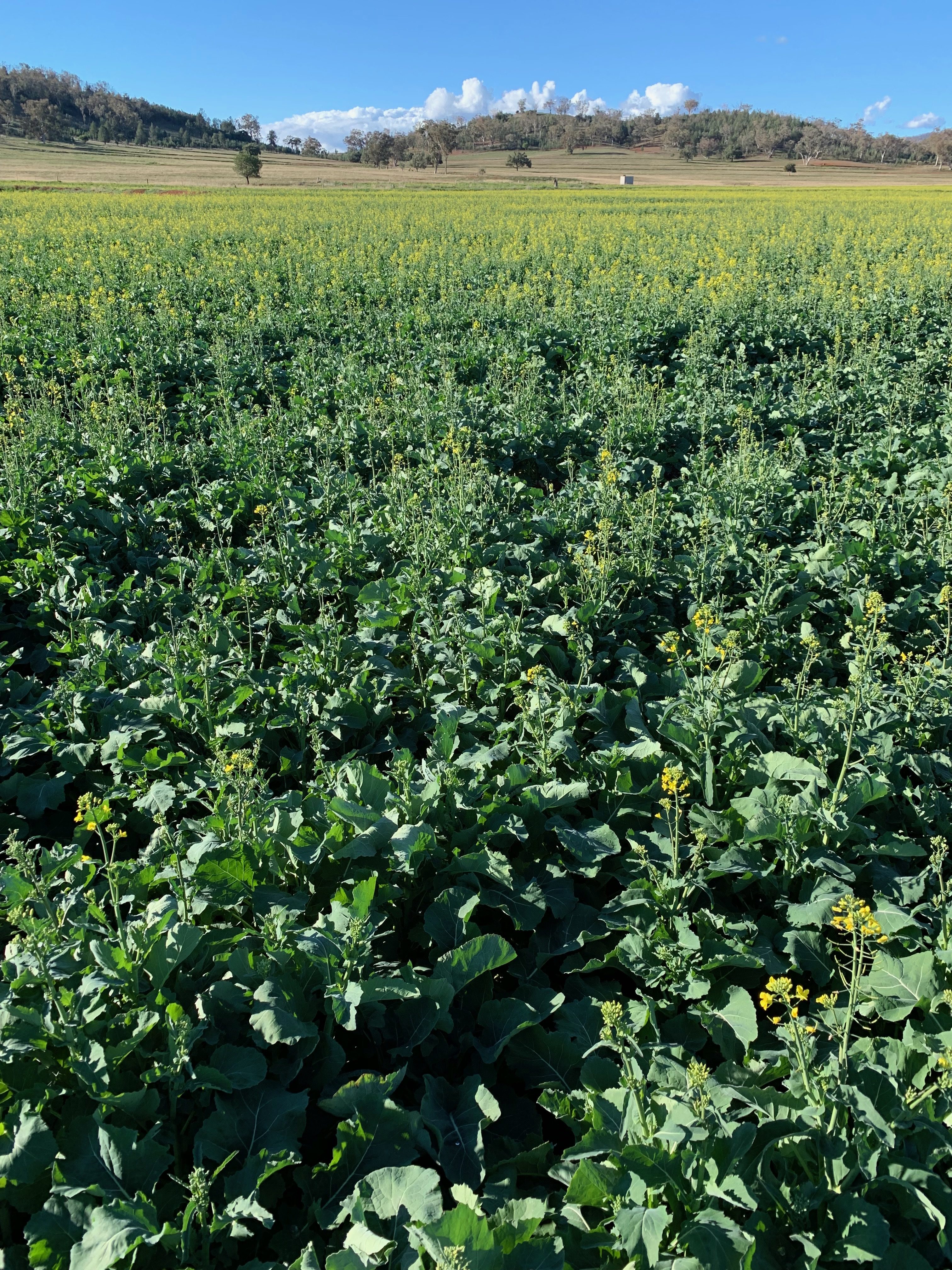 Good Crops Despite Minimal Rain - Best Farming Systems