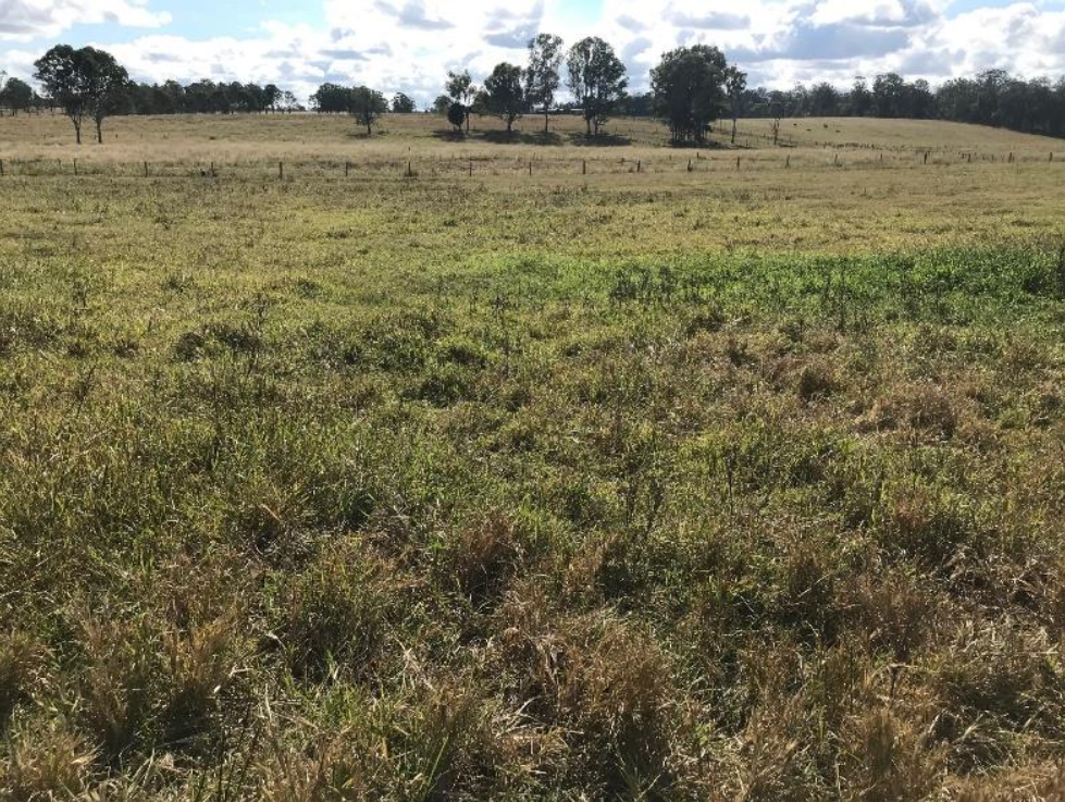 Pasture Dieback Success - Pasture Dieback Success - “I would like 500 ...
