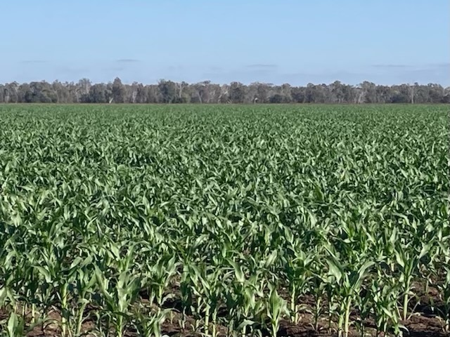 Fodder Corn, Emerald QLD - Best Farming Systems
