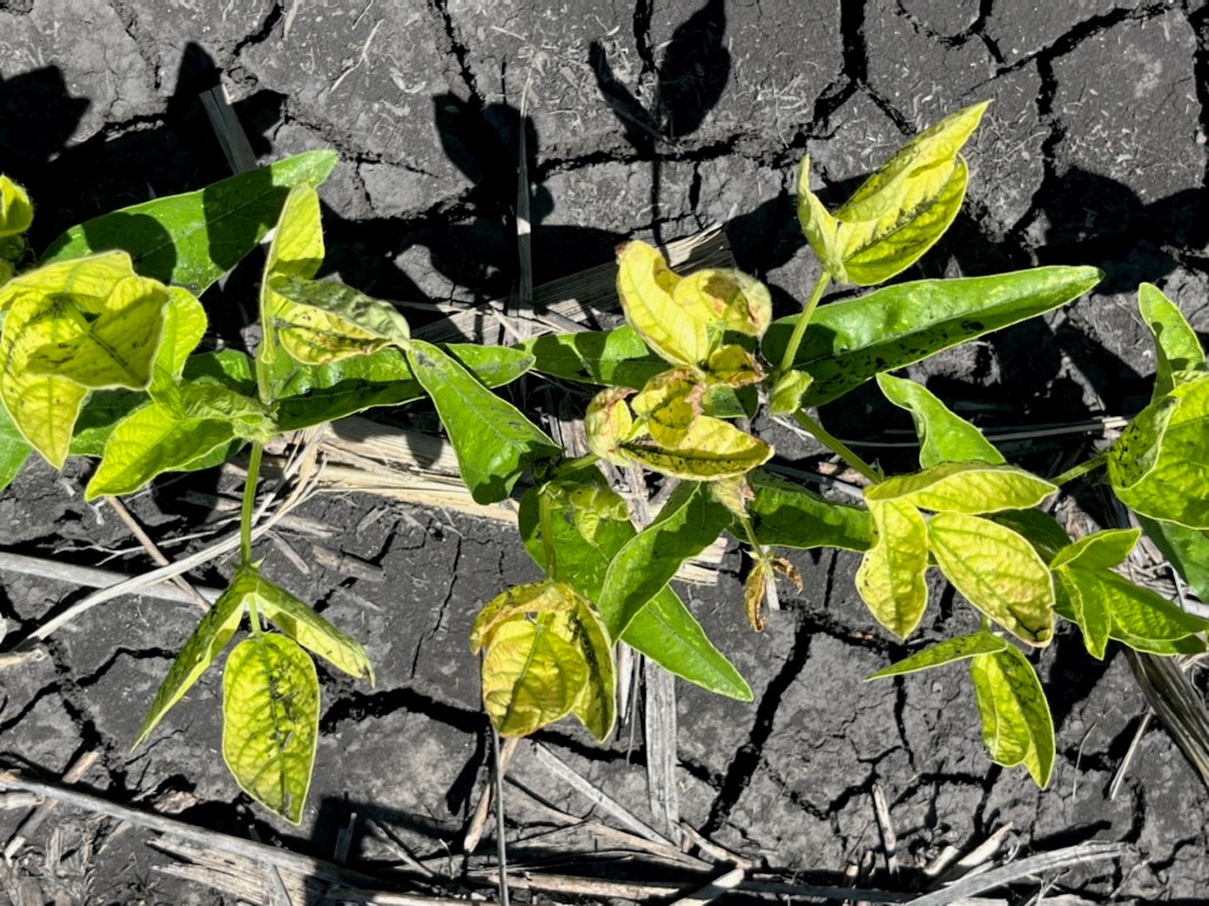 Best Foliar Fertiliser Proving to Combat Severe Yellowing in Mung Beans ...