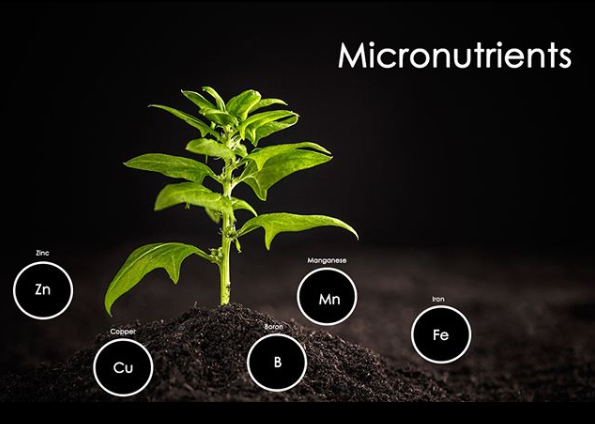 Healthy Soil | Soil Microbes | Biological Farming | Microorganisms