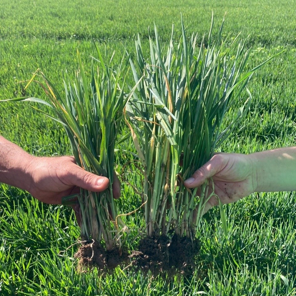 TM Boosts Barley Performance - Best Farming Systems