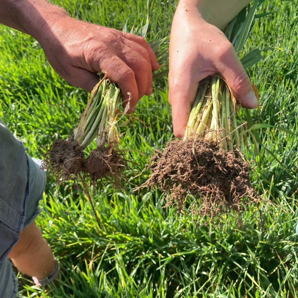 TM Boosts Barley Performance - Best Farming Systems