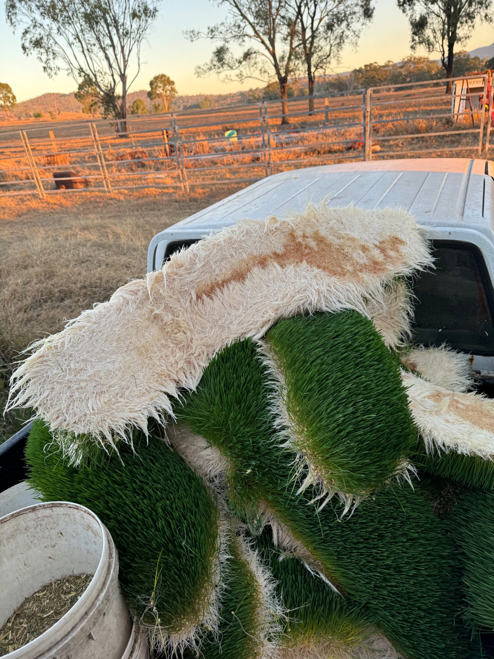 Sprouts for Cattle Feed - Best Farming Systems