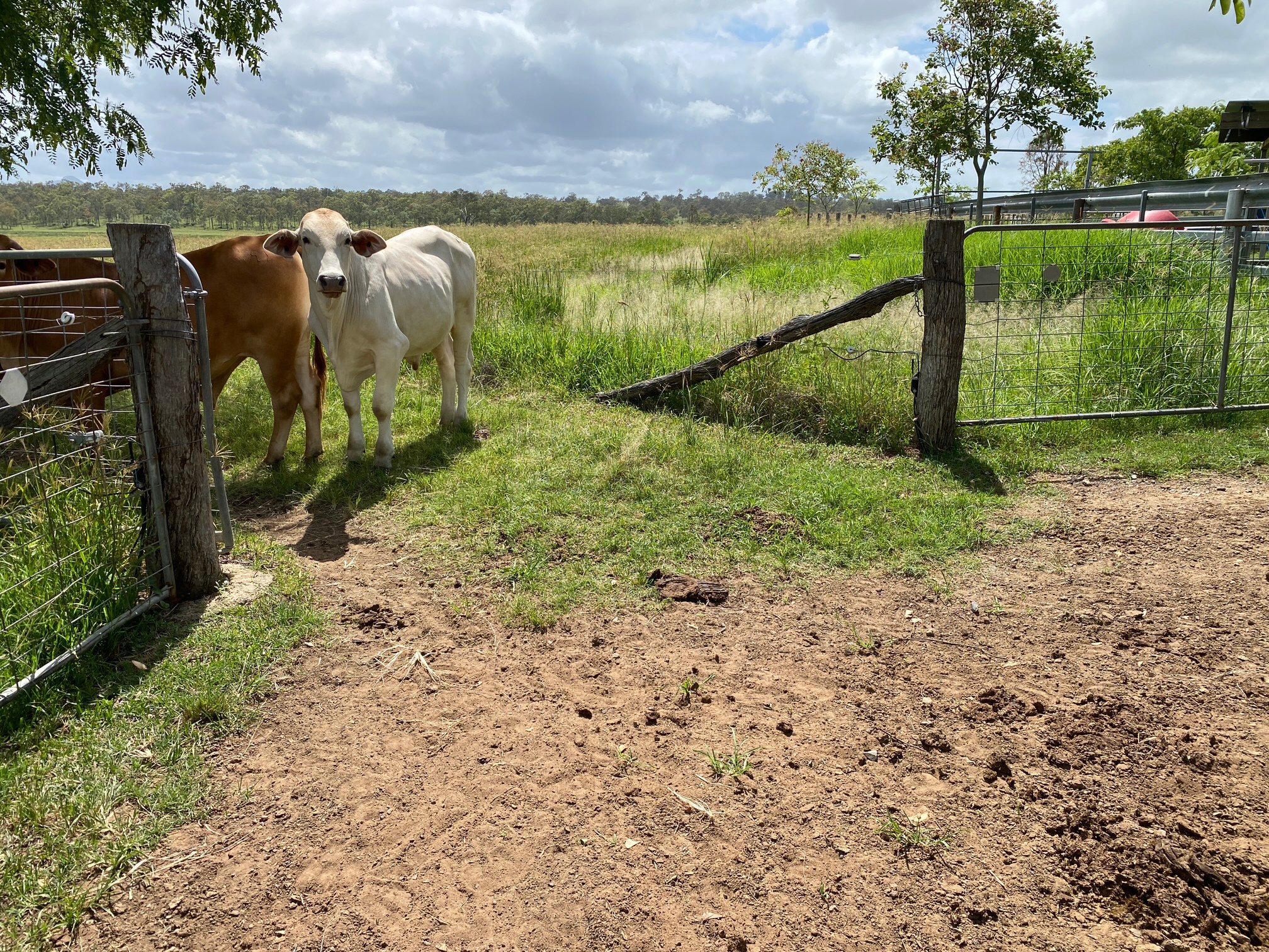 Activating Soil Biology to Improve Pasture Density and Quality - Best ...